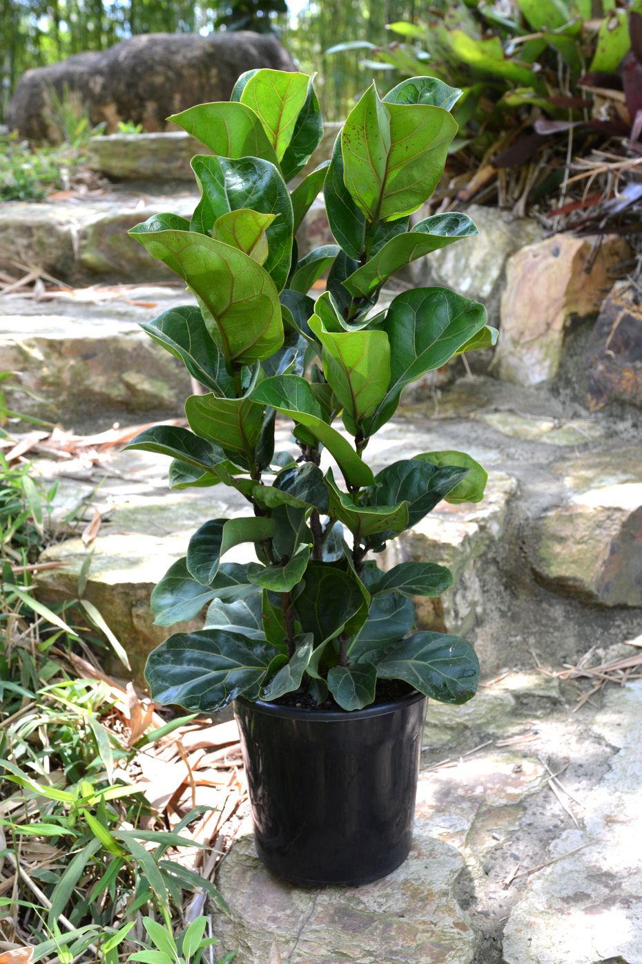 Ficus Lyrata Bambino