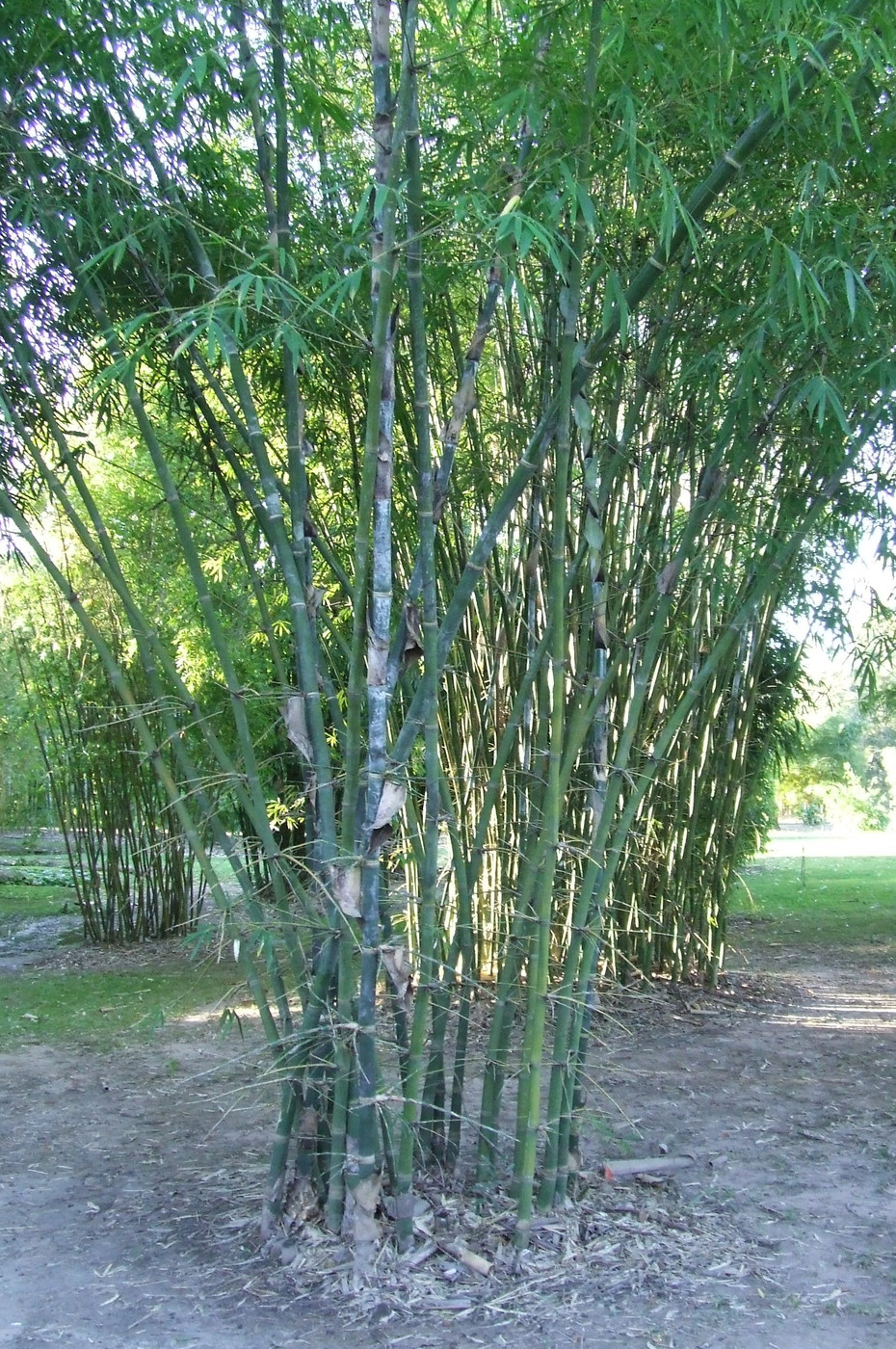Bambusa tulda (Bengal Bamboo) | Bamboo Land Nursery QLD Australia