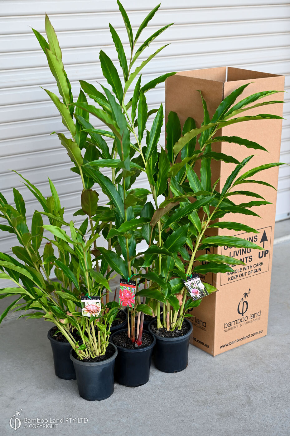 Torch ginger plant pack - 6 pack