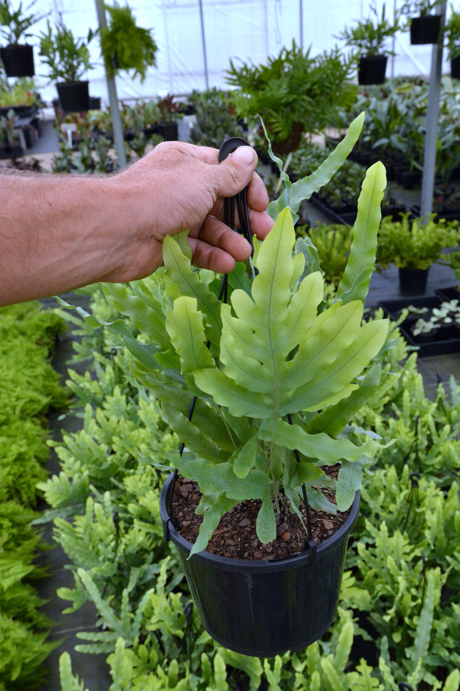 Phlebodium aureum (Blue Star Fern)