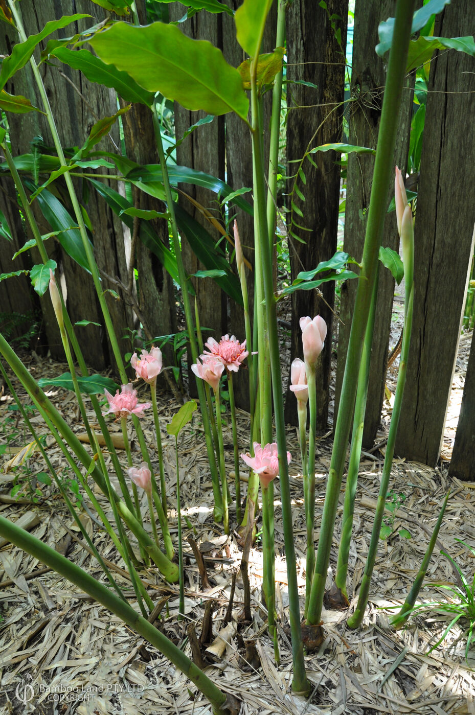 Torch ginger plant pack - 6 pack