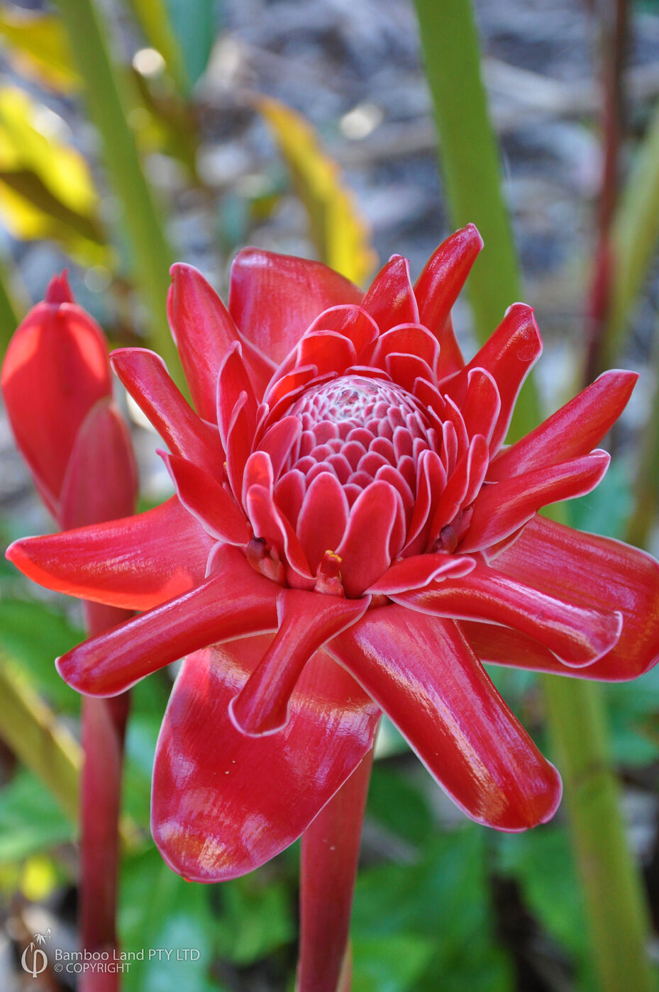 Torch ginger plant pack - 6 pack