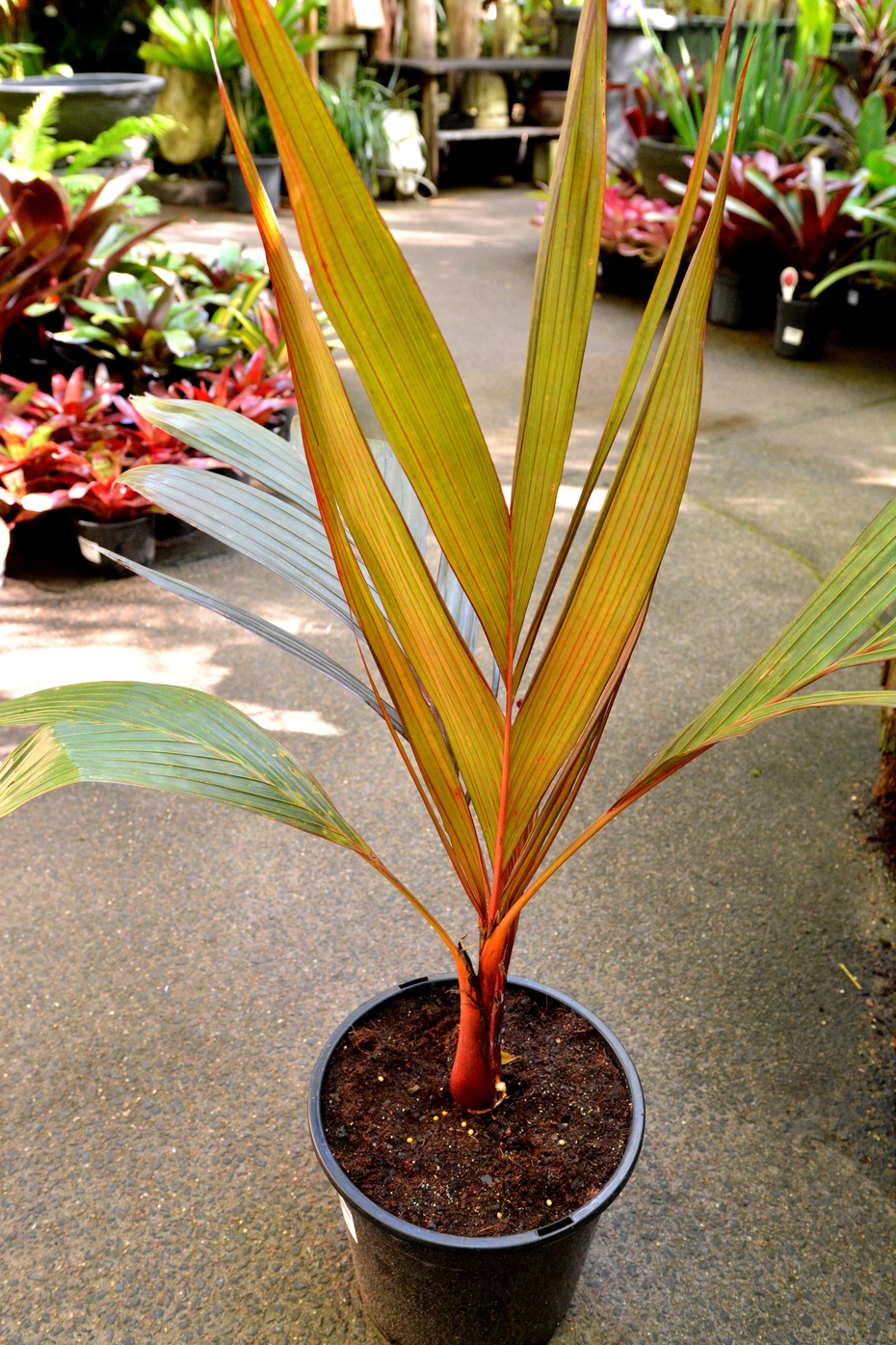 Areca vestiaria 'Red Form'