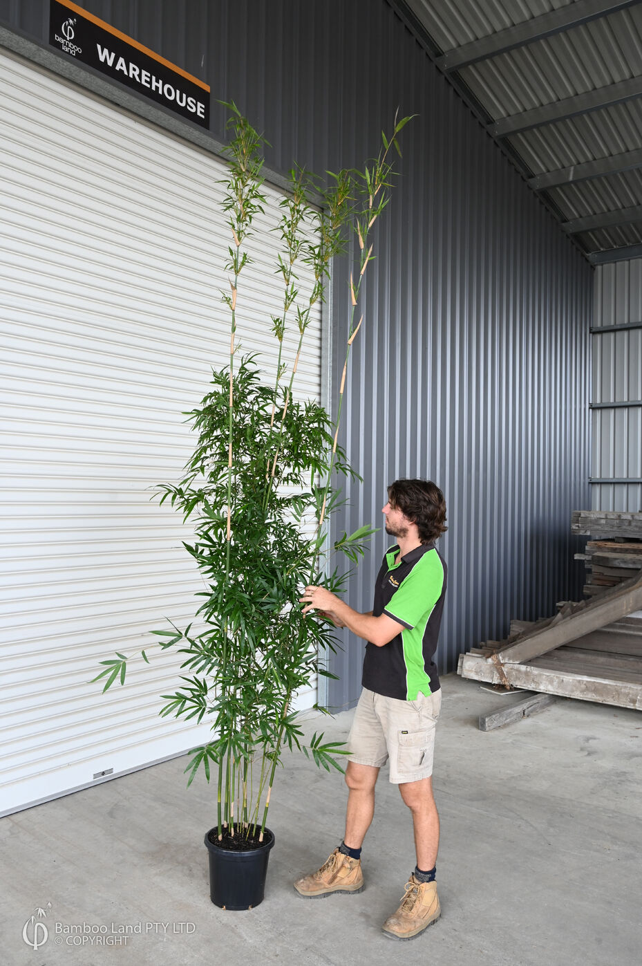 Bambusa textilis Gracilis (Slender Weavers) from Bamboo Land (QLD ...