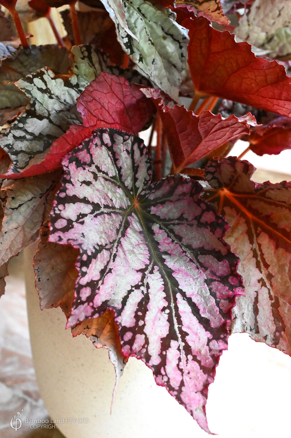 Begonia rex 'Silver White'