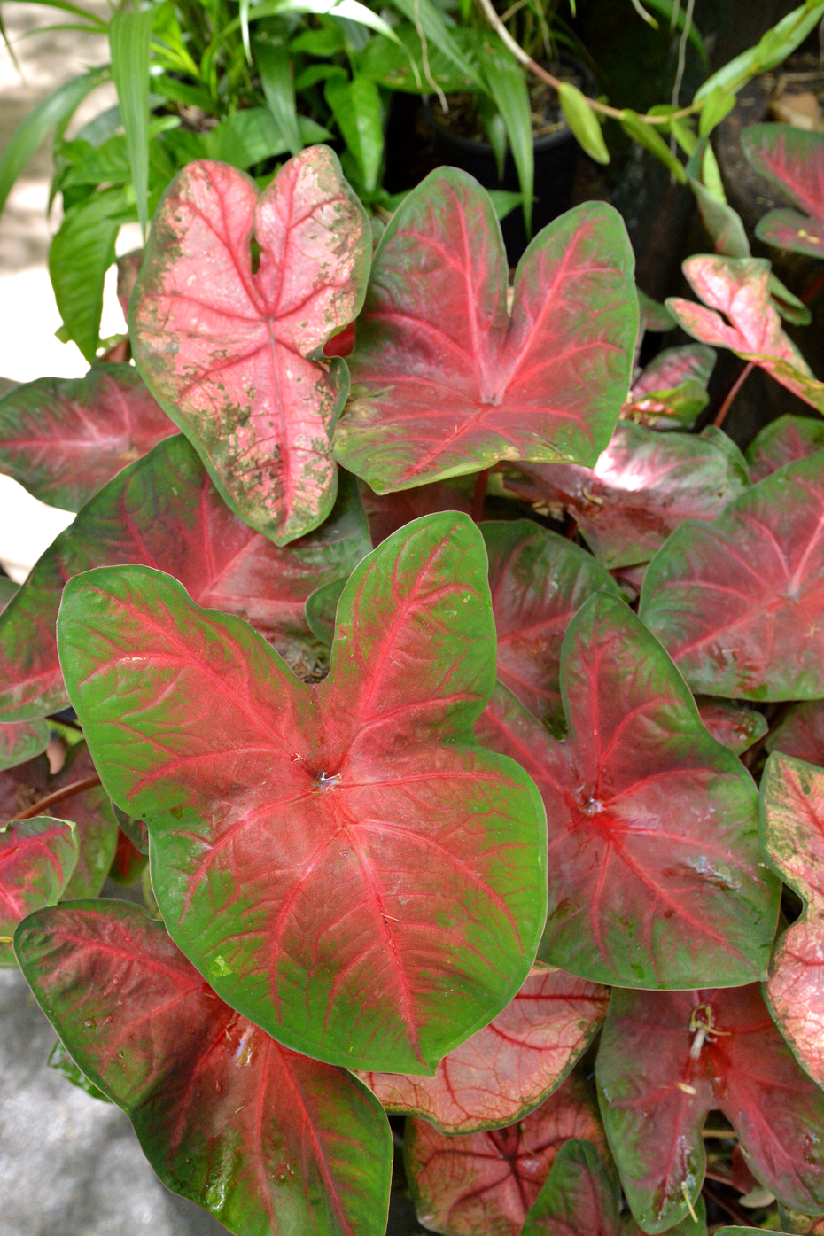 Caladium assorted