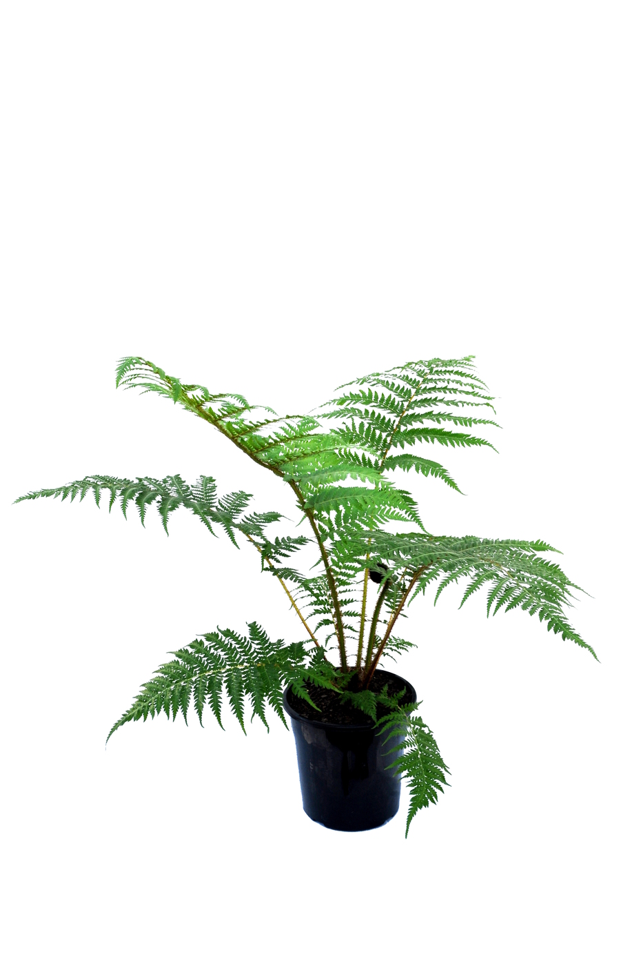 Cyathea cooperi (Australian Tree Fern)