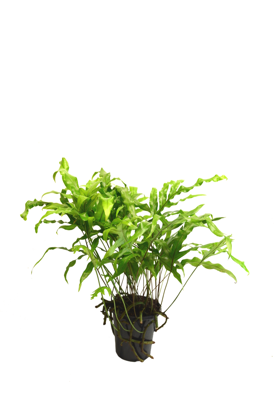 Microsorum diversifolium (Kangaroo Paw Fern)