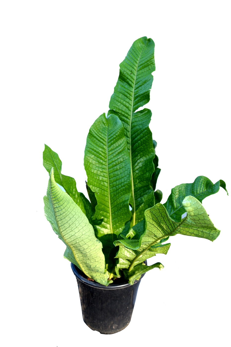 Microsorum musifolium (Crocodyllus Fern)