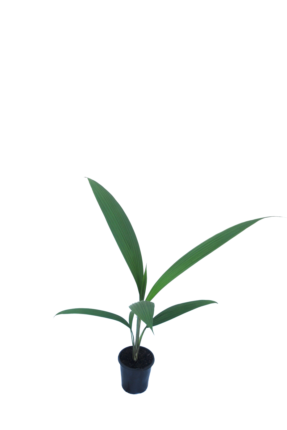 Molineria capitulata (Palm Grass)