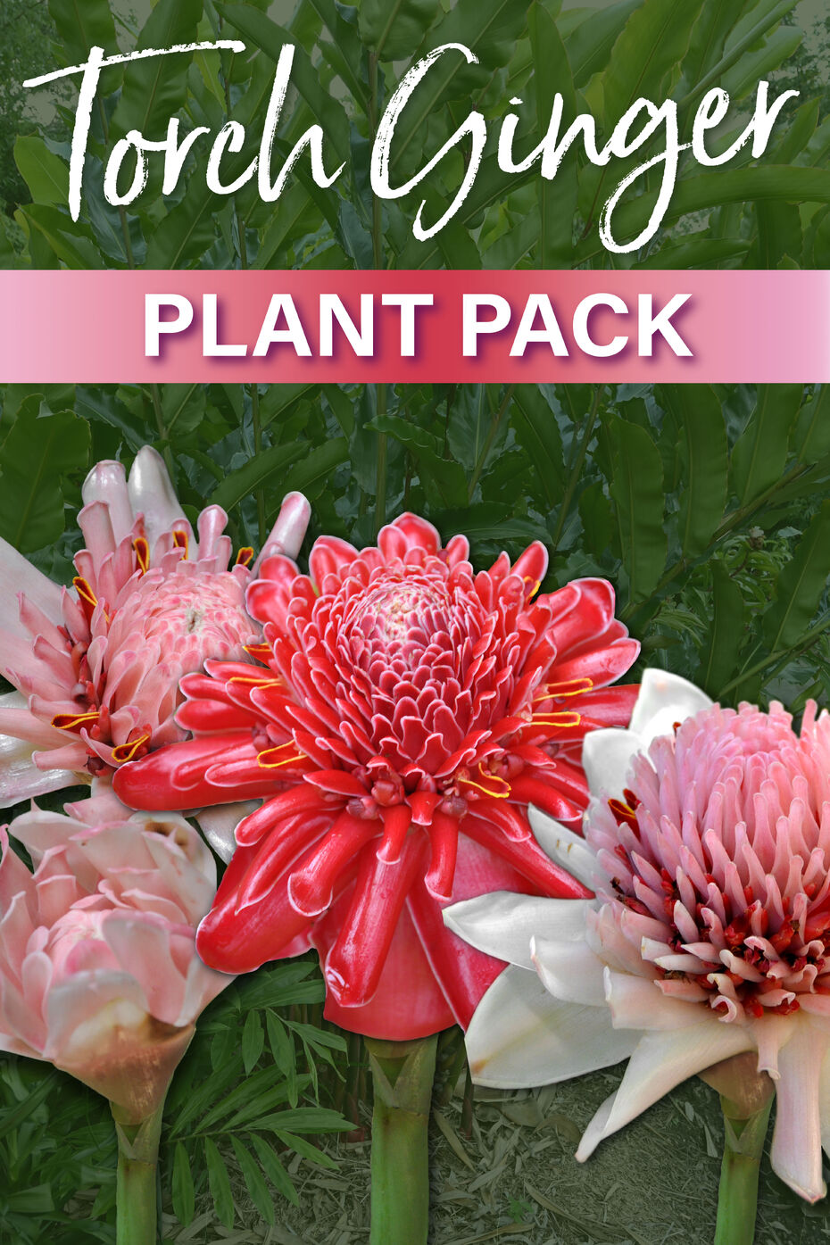 Torch ginger plant pack - 6 pack