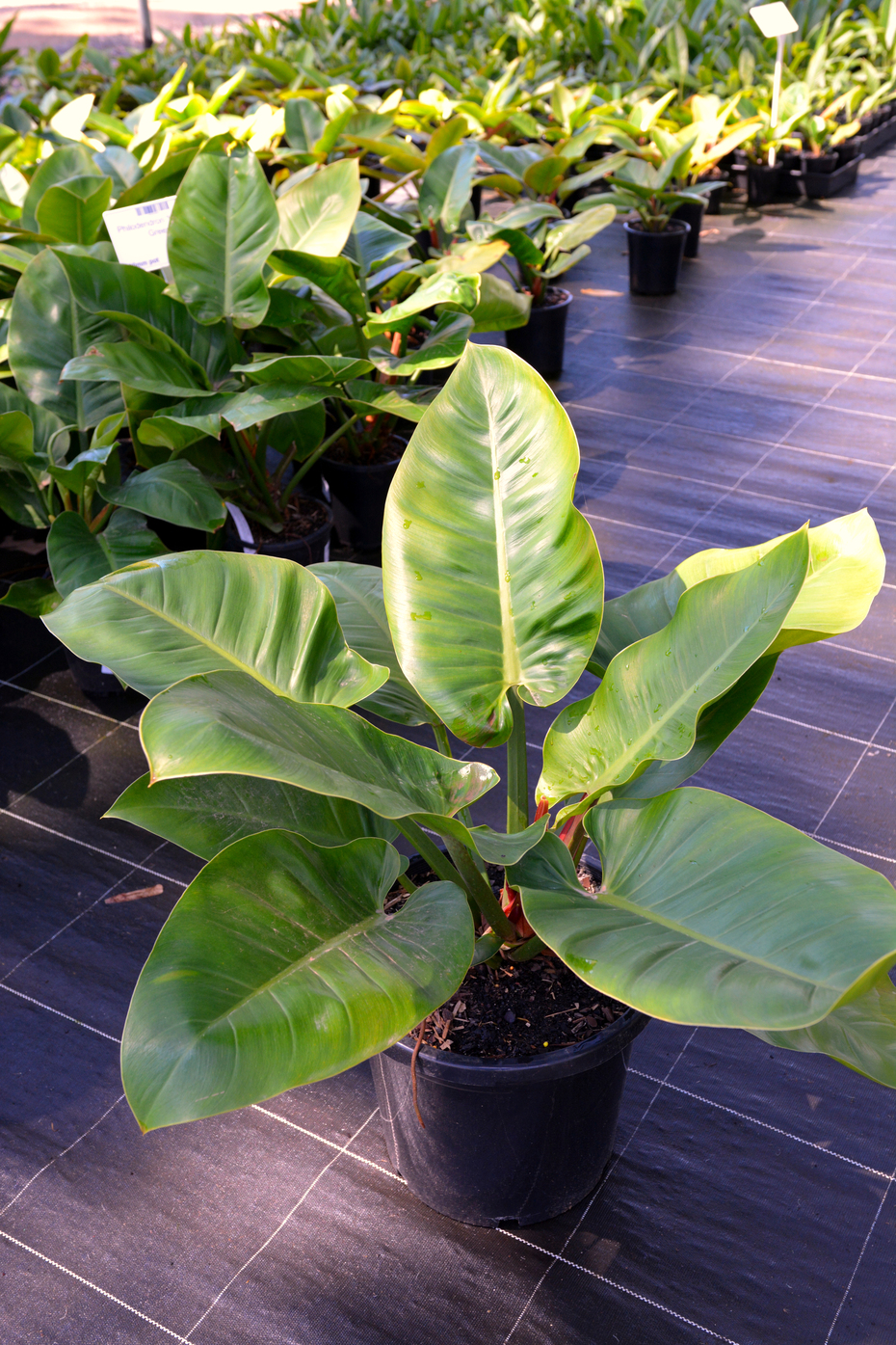 Philodendron 'Imperial Green'