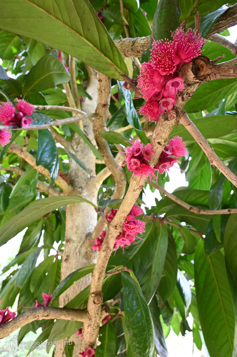 Syzygium megacarpa (Giant Lau Lau Tree)