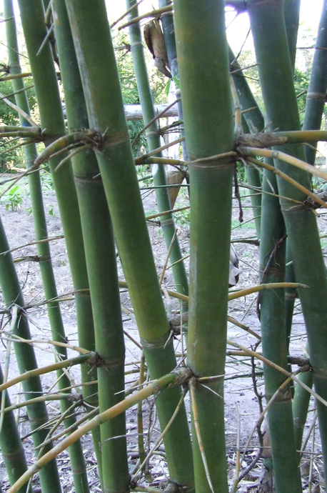 Bengal Bamboo Adaptations