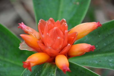 Heliconia angusta cv. Red Christmas | Bamboo Land Nursery QLD Australia