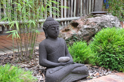 Alpinia mutica (False Cardomom Ginger) | Bamboo Land Nursery QLD Australia