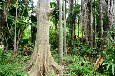 Libidibia ferrea (Leopard Tree)
