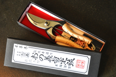 Alpinia mutica (False Cardomom Ginger) | Bamboo Land Nursery QLD Australia