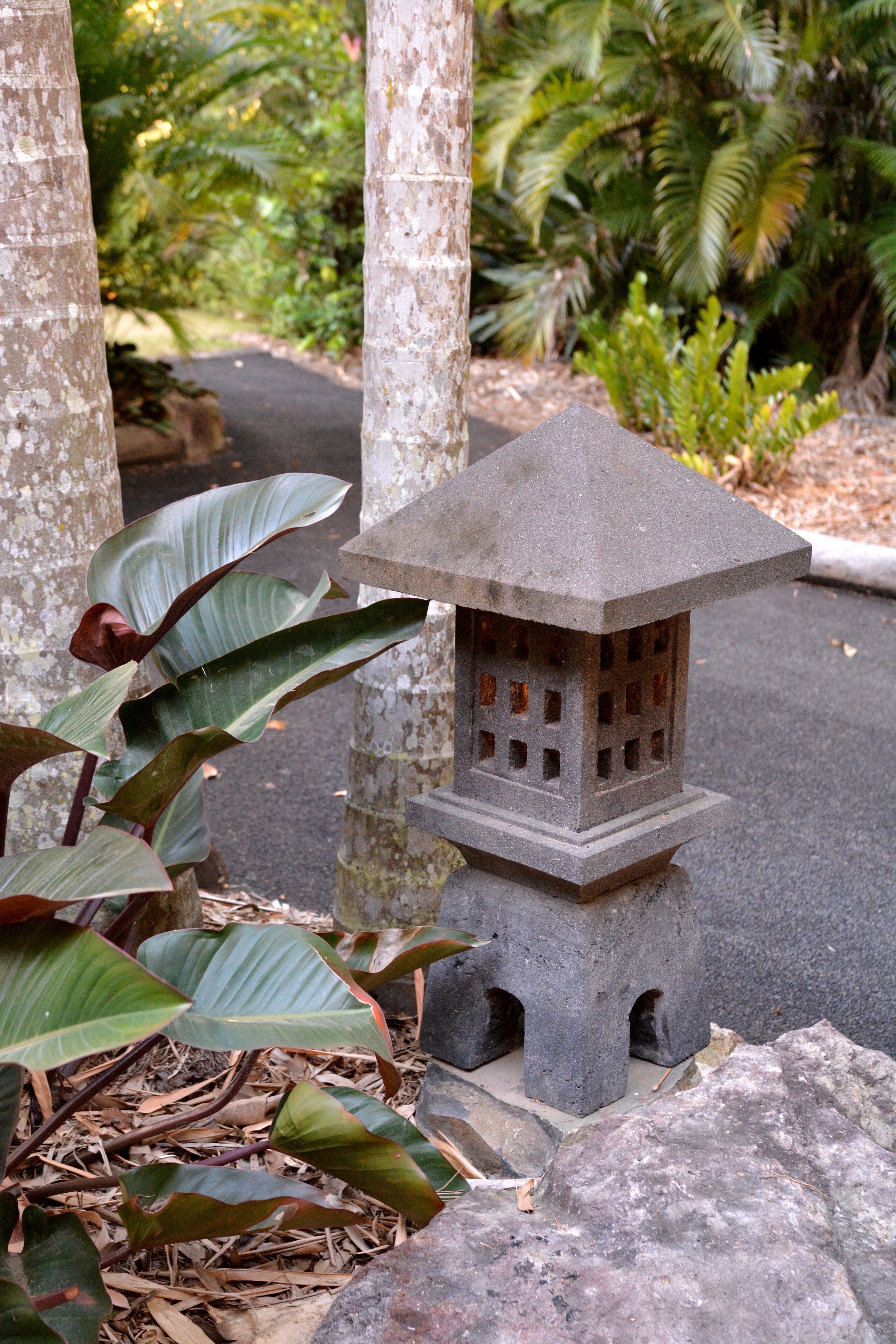 Zamia furfuracea (Cardboard Cycad)