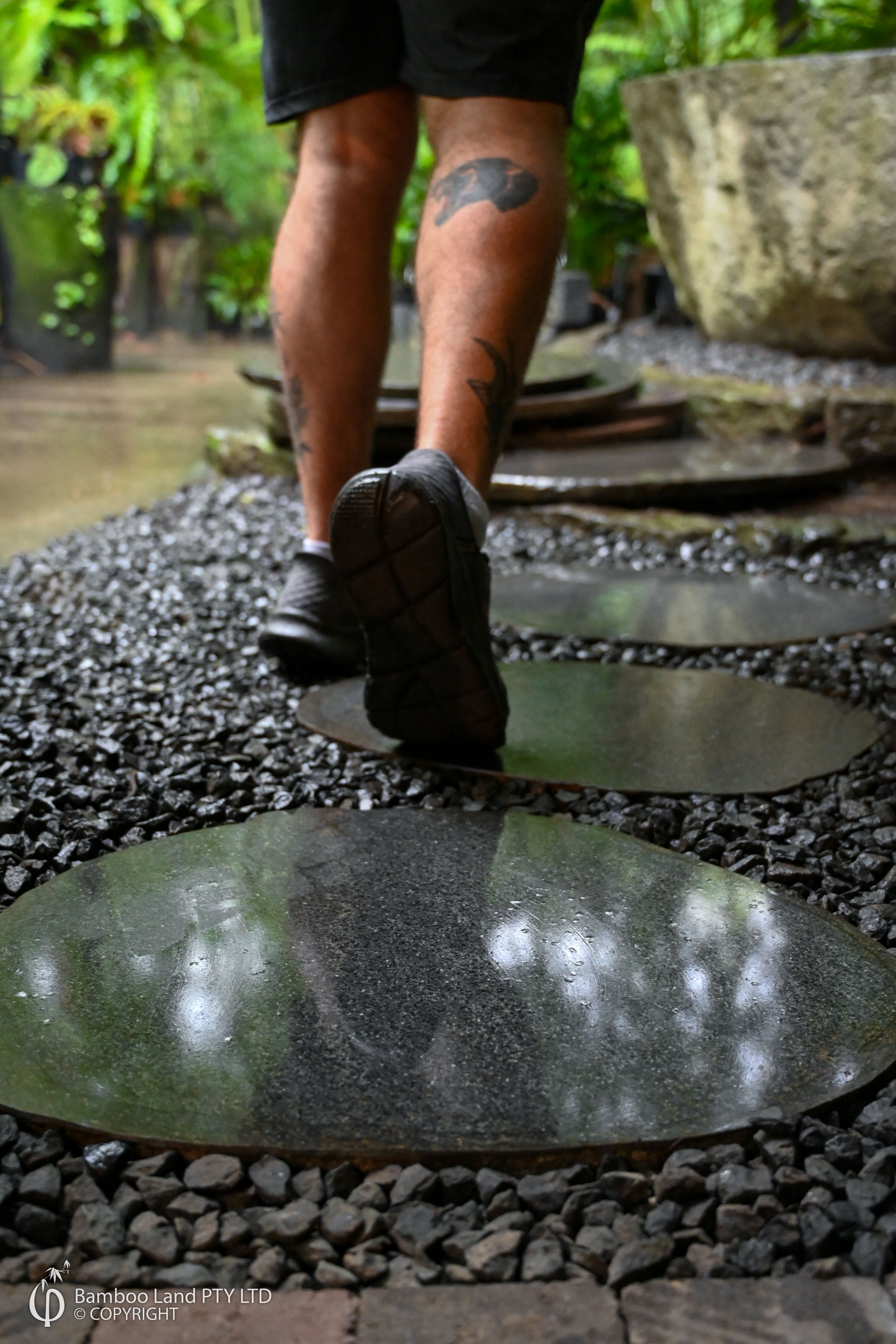 Our Blog Alpinia zerumbet (Green Shell Ginger)