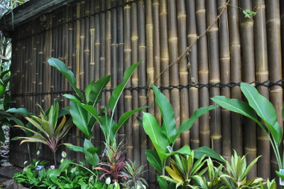 Alpinia mutica (False Cardomom Ginger) | Bamboo Land Nursery QLD Australia