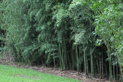 Our Blog Alpinia zerumbet (Green Shell Ginger)