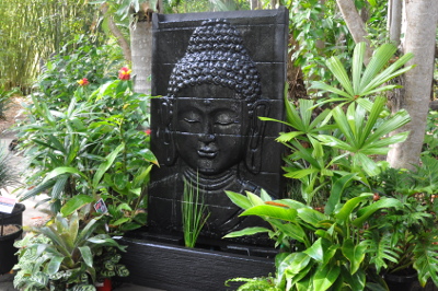 Our Blog Alpinia zerumbet (Green Shell Ginger)