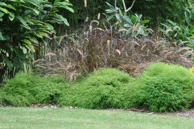 Our Blog Alpinia zerumbet (Green Shell Ginger)