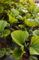 Syzygium megacarpa (Giant Lau Lau Tree)