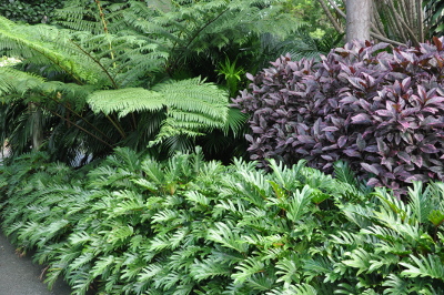 Alpinia mutica (False Cardomom Ginger) | Bamboo Land Nursery QLD Australia