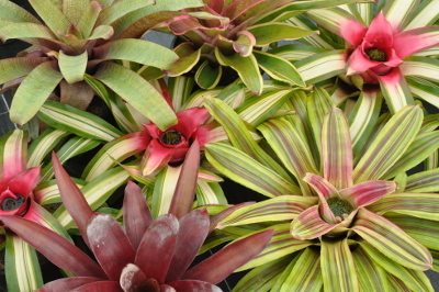 Our Blog Alpinia zerumbet (Green Shell Ginger)