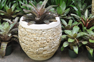 Alpinia mutica (False Cardomom Ginger) | Bamboo Land Nursery QLD Australia